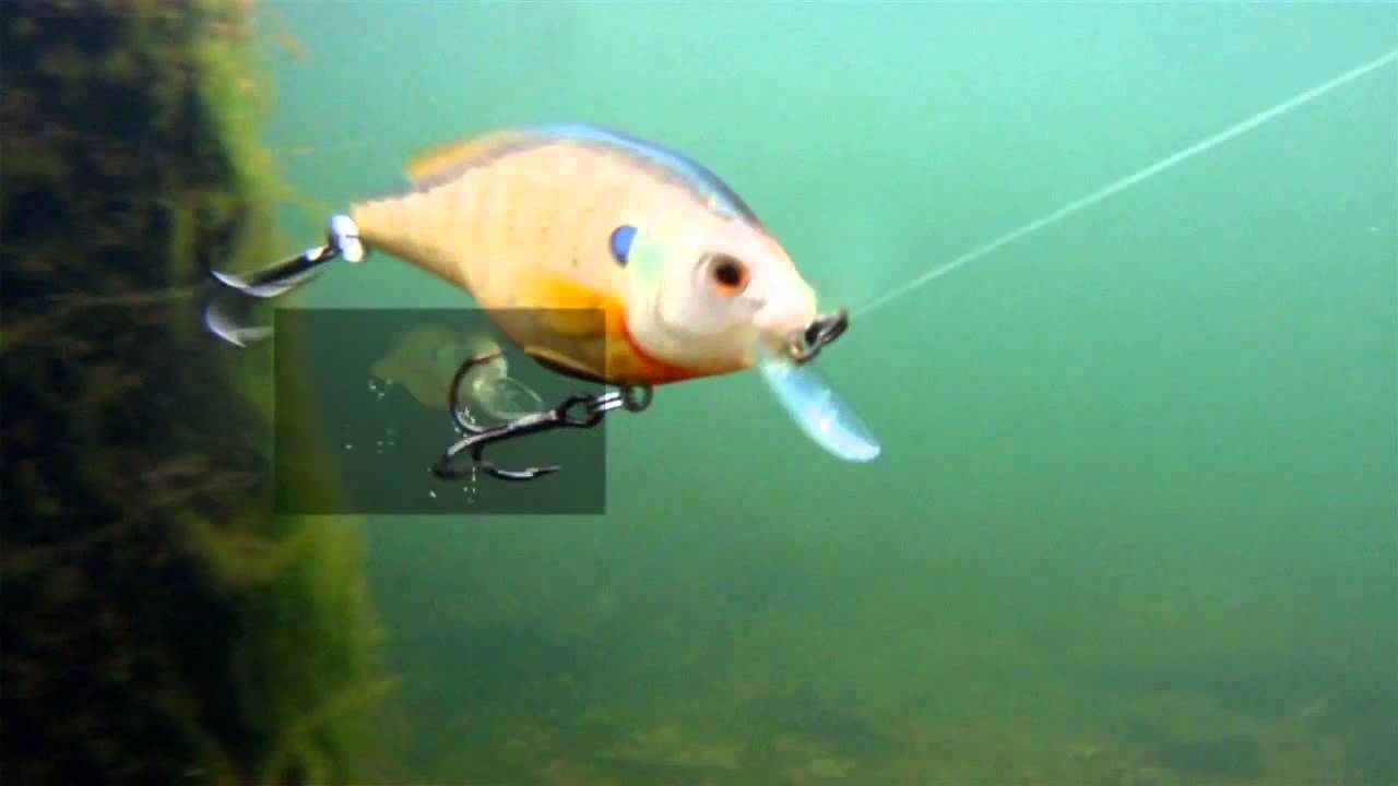 DEMO/REVIEW: LIVETARGET Bluegill Flat side Squarebill Crankbait - YouTube
