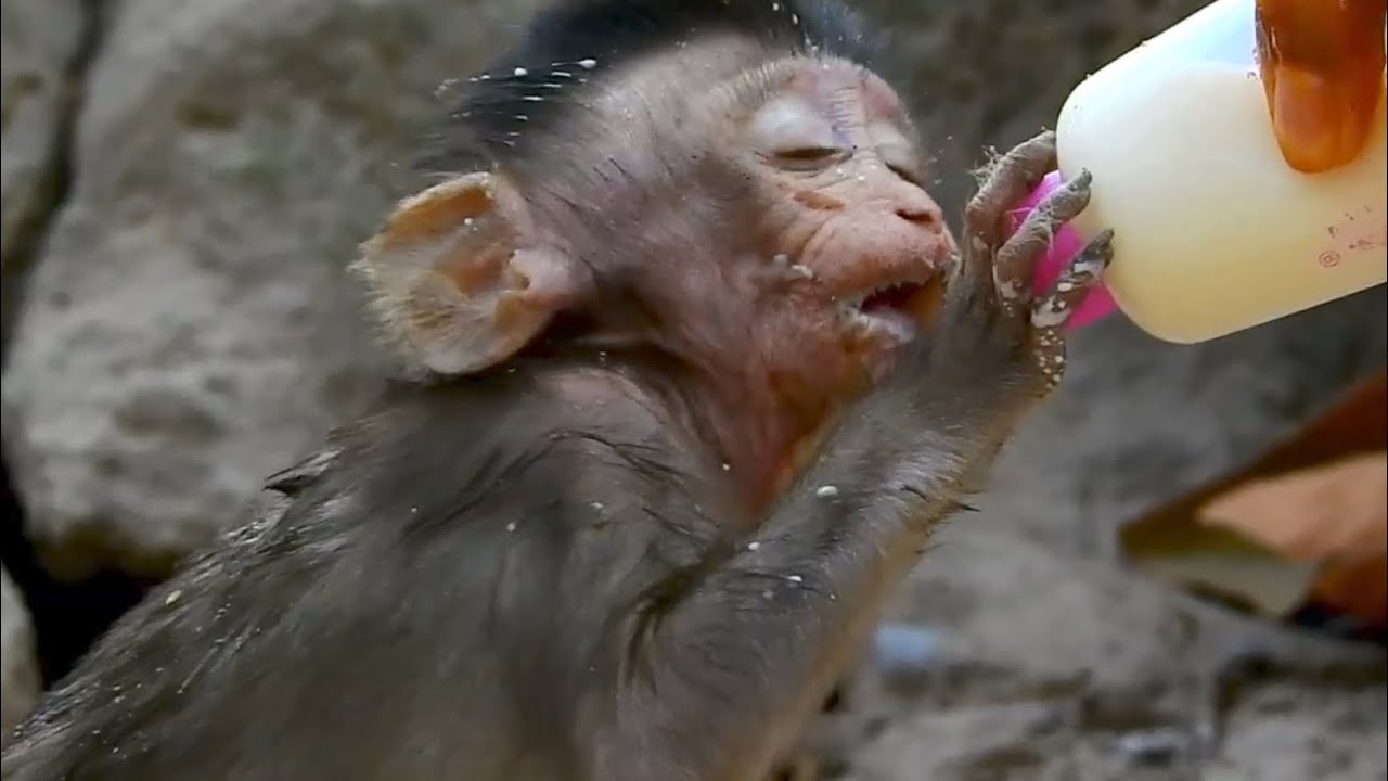 なんだか悲しくなる赤ちゃん猿 / Poor baby monkey. monpai monyet monpai monyet サル 猿 ...