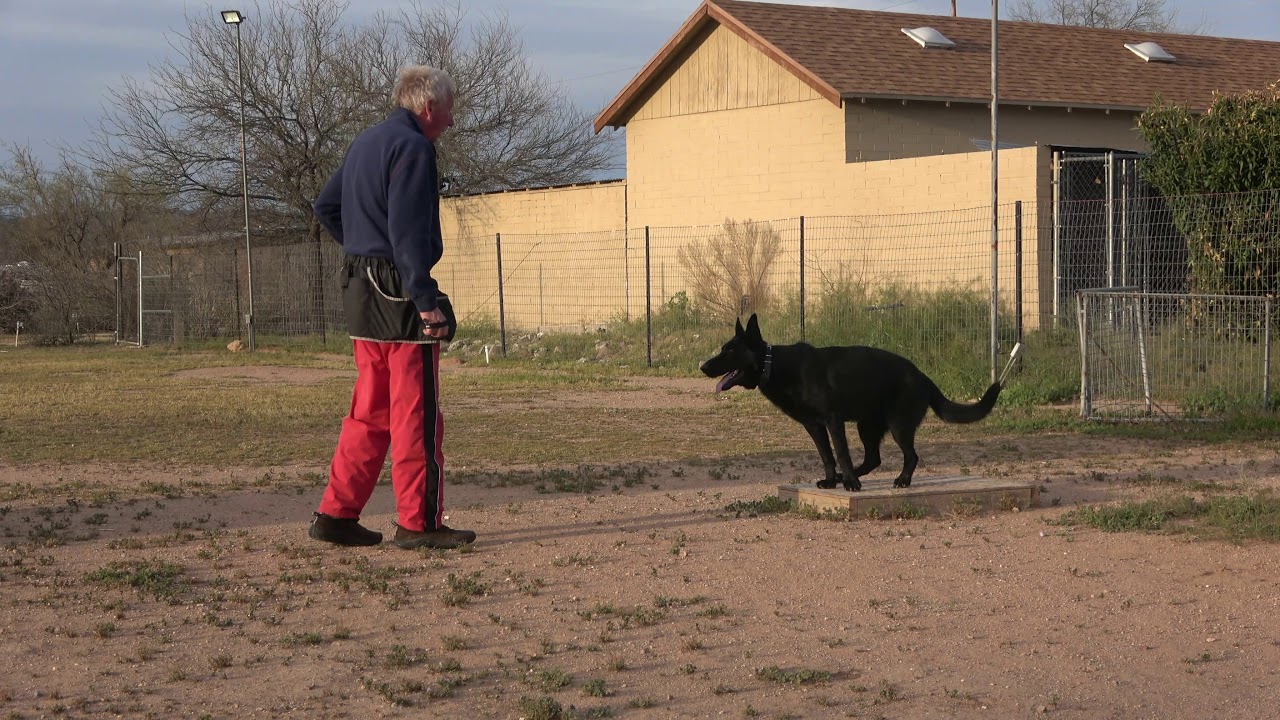 German Shepherd training obedience behaviors - YouTube