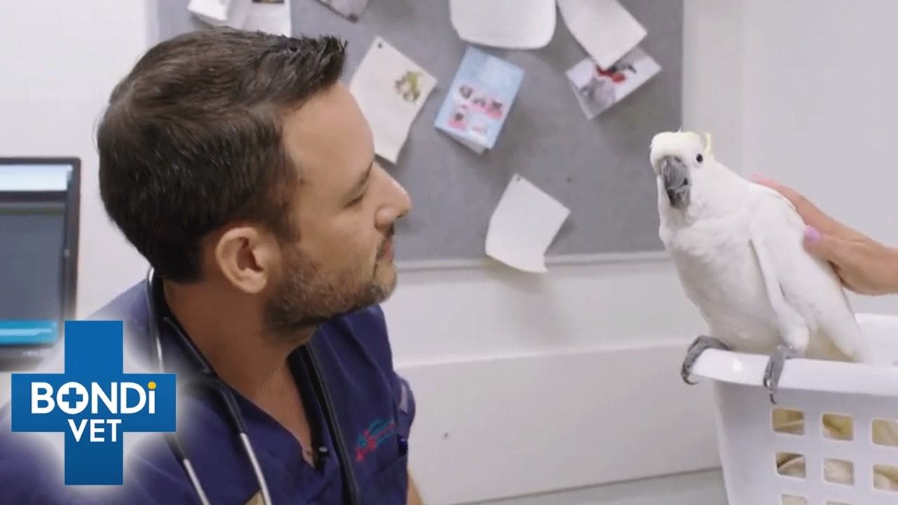 Why Is Stressed Bird Pulling Out His Feathers? 😱 S10 Ep 10 | Bondi Vet ...