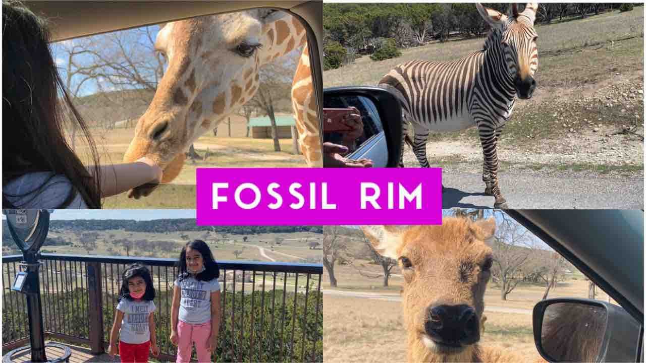 Fossil rim wildlife center || glen rose tx || wildlife safari park 2021 ...