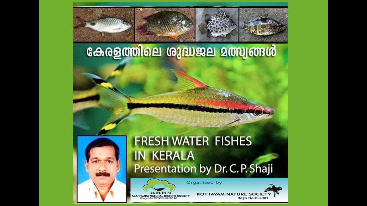 Fresh Water Fishes of Kerala - By Dr. C. P. Shaji - YouTube