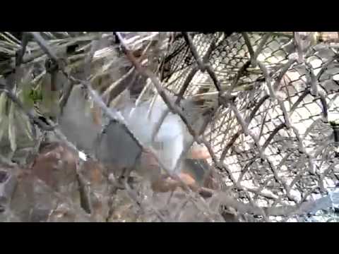 Белка танцует хип хоп red squirrel СМЕШНЫЕ ЖИВОТНЫЕ ПРИКОЛЫ 2015