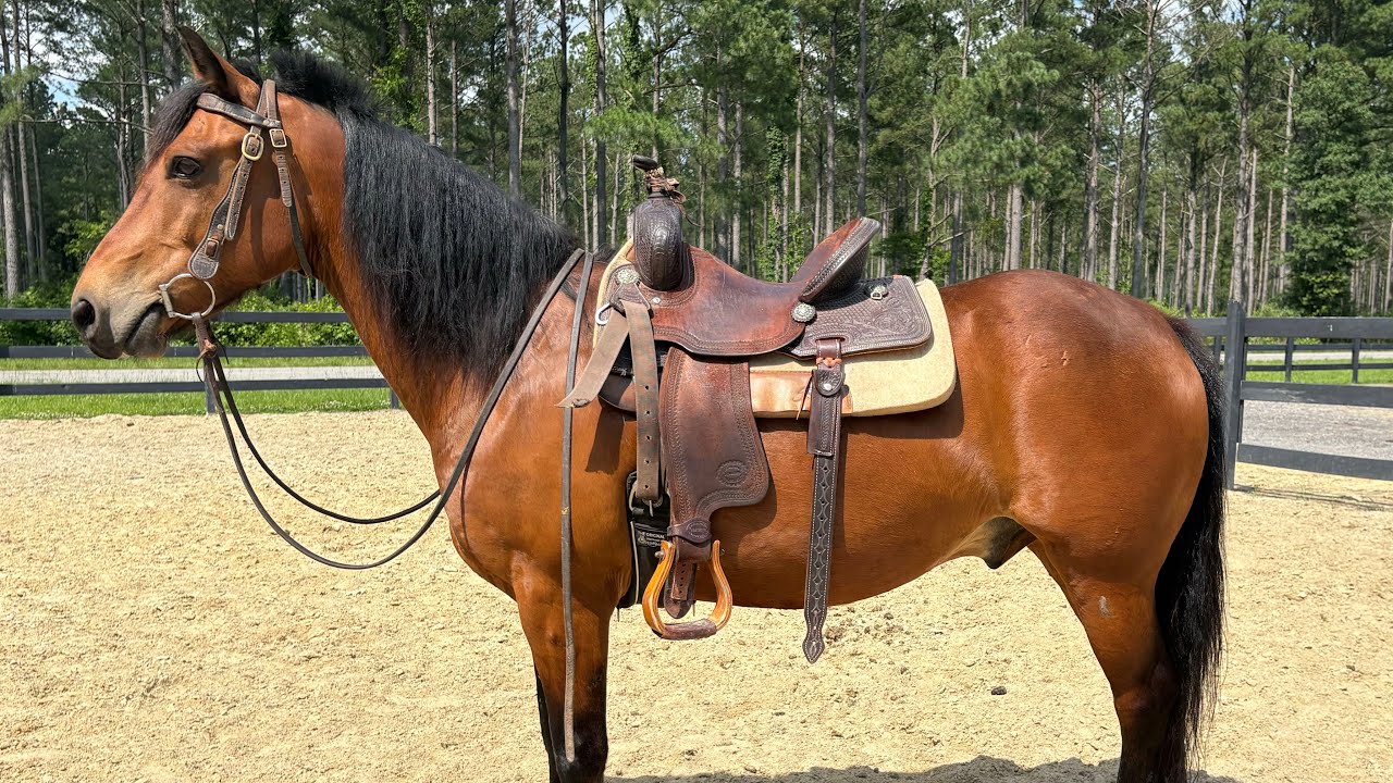 Bay Morgan riding - YouTube
