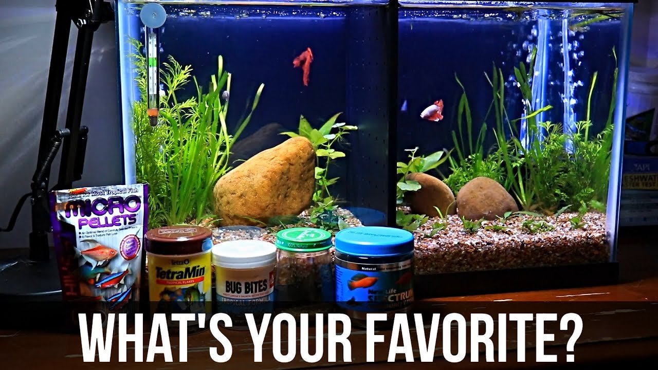 My Favorite Fish Food! - YouTube
