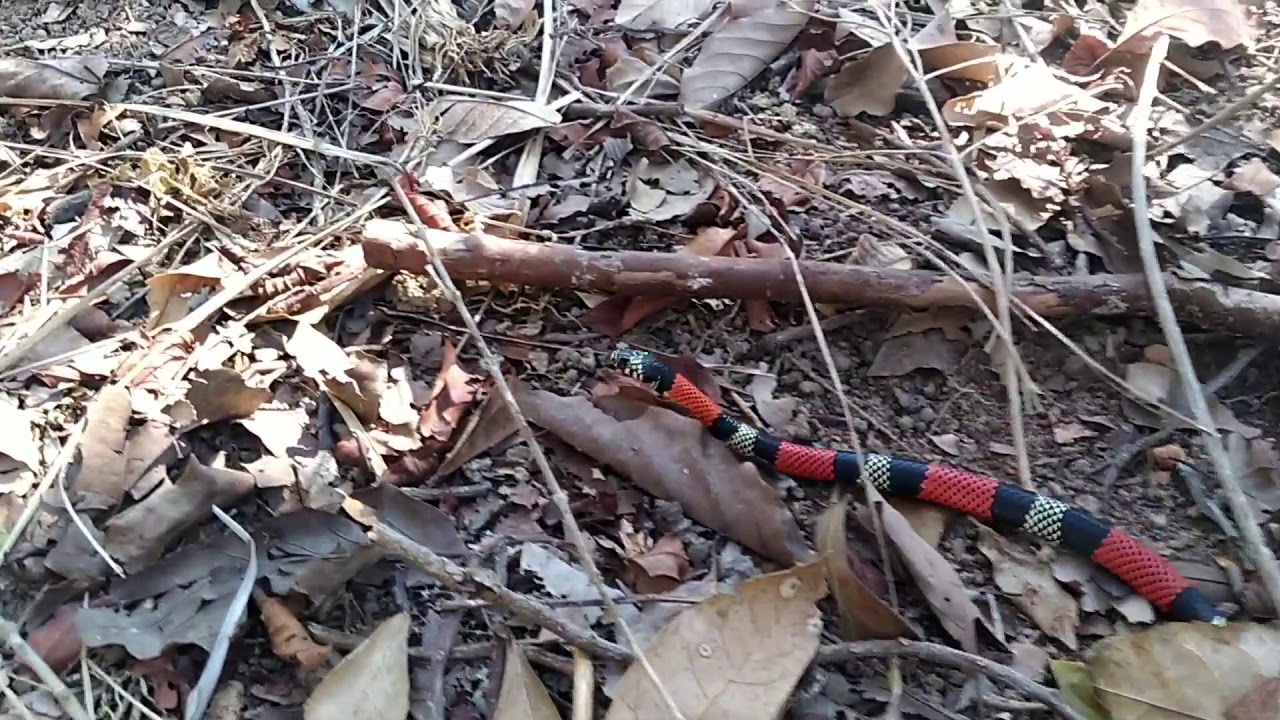 Cobra coral brava! - YouTube