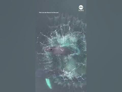 Drone footage of hunting whales shows an example of the Fibonacci ...