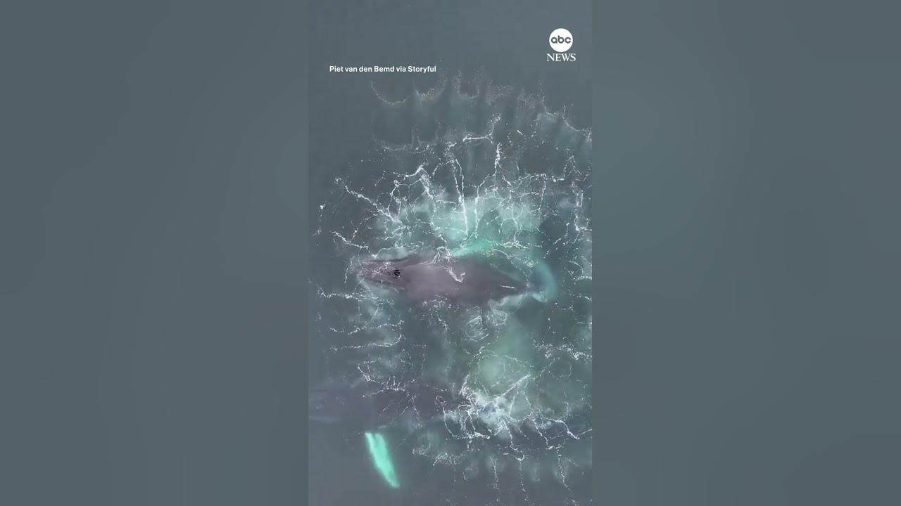 Drone footage of hunting whales shows an example of the Fibonacci ...