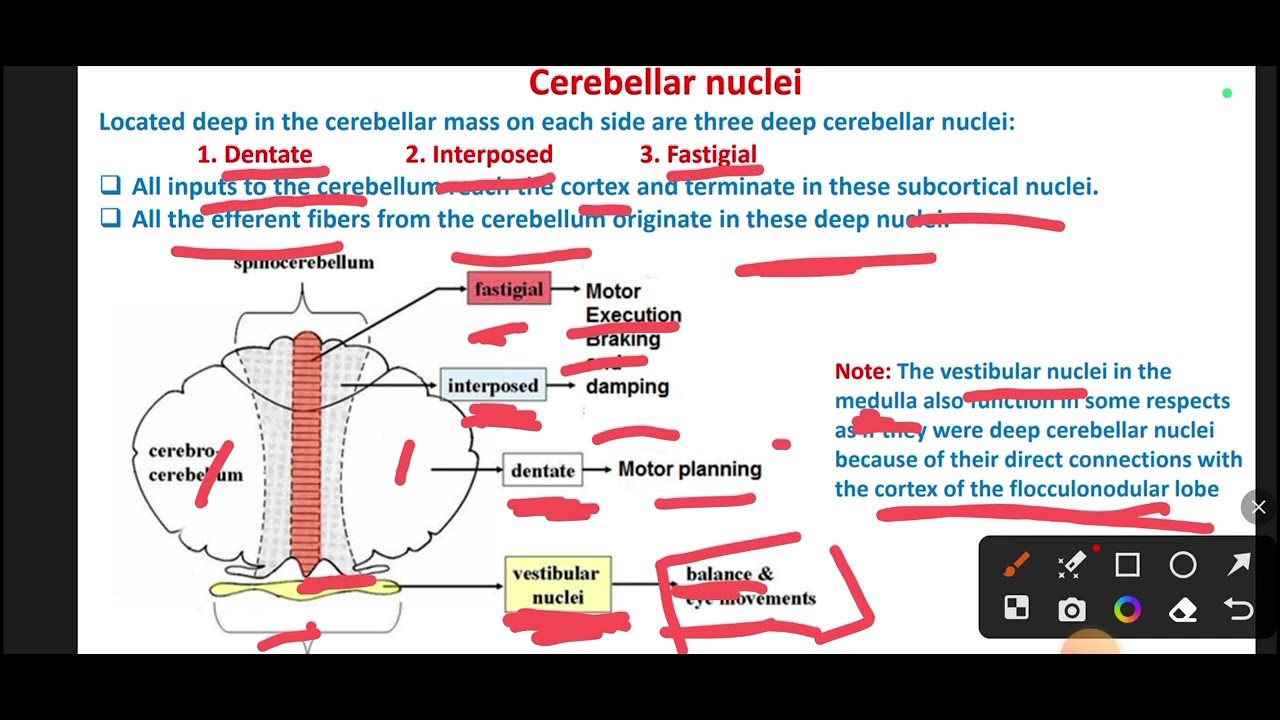 L14 physio part1 ( Motor function of cerebellum, cerebellar dysfunction ...