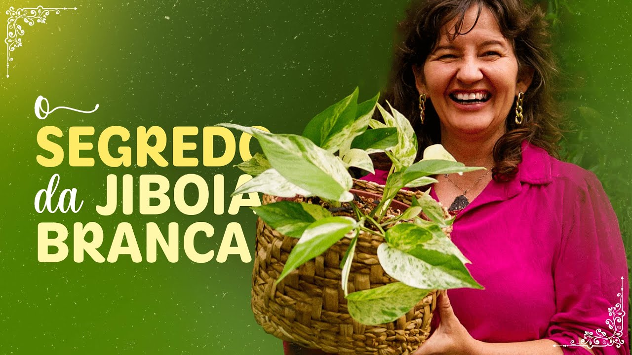 O SEGREDO para CULTIVAR a JIBOIA BRANCA - YouTube