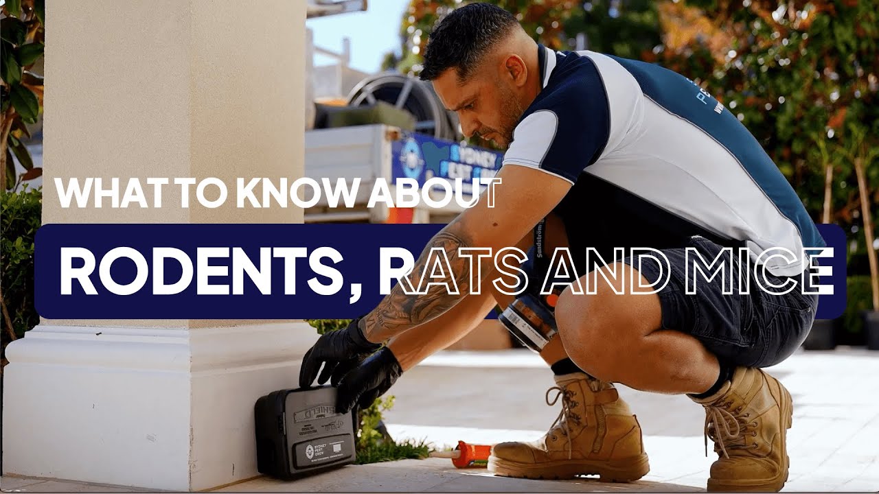 Rodents, Rats and Mice Pest Control | Sydney Pest Crew - YouTube
