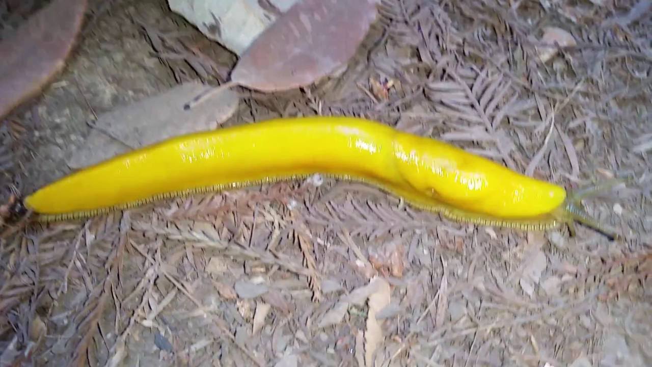 Yellow Banana Slug