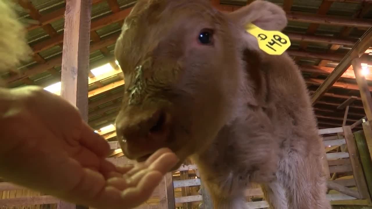 Meet Cora: A Miracle Calf - YouTube
