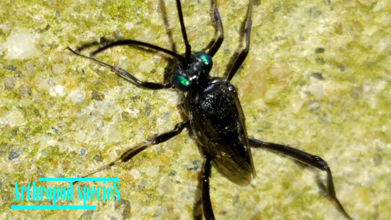 Insect Species - Wasps | Ensign Wasps (Evania appendigaster) | - YouTube