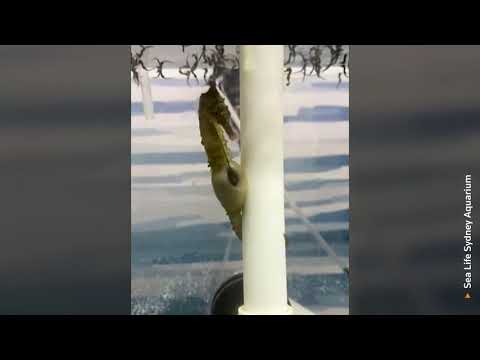 Camera captures seahorse giving birth