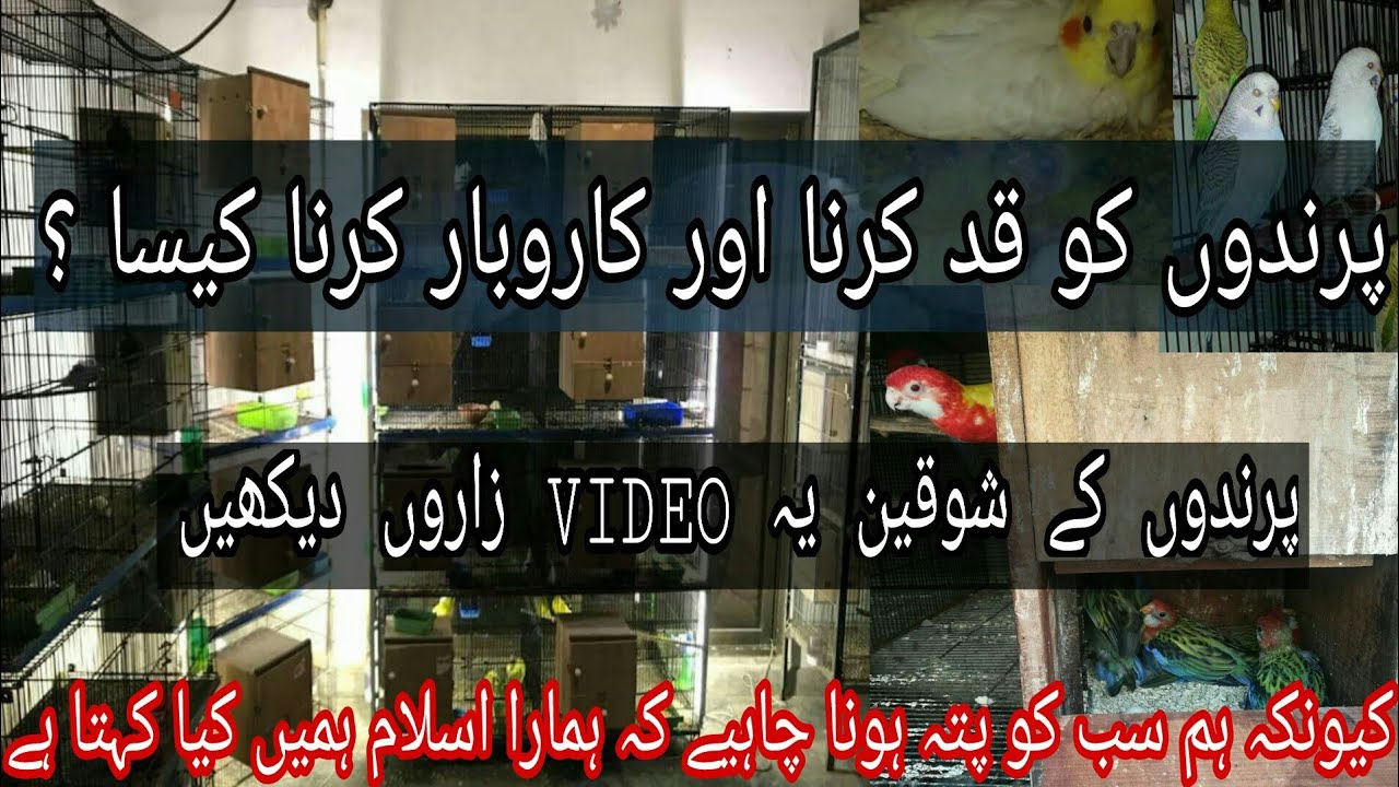 birds_business_Parindon_Ko_Qaid_Karna_Or_Karobar_Bechna_Kasia__ Hindi ...