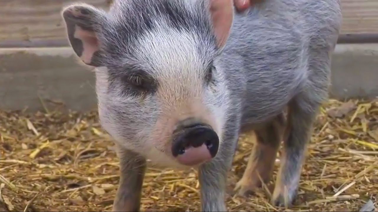 Cute, little oinking pig Buffy - YouTube