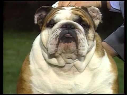 Bulldog - AKC Dog Breed Series