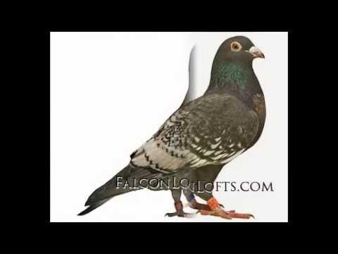 T.W.A Race Loft| Toy/Frill Stencil Racing Homers by FalconLofts.com ...