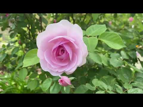 Olivia Austin Rose in full bloom!🌸