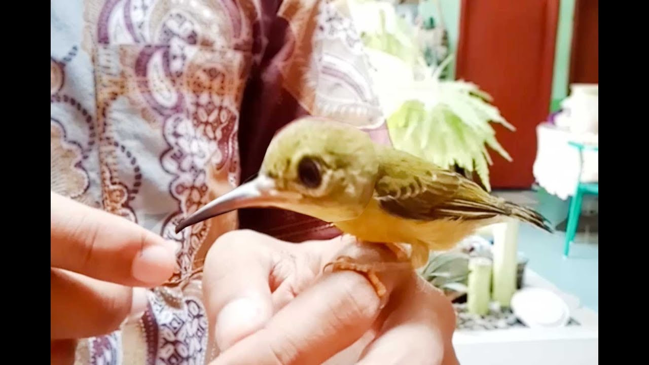 Kobi Good Boy | Hummingbird Friendly - YouTube