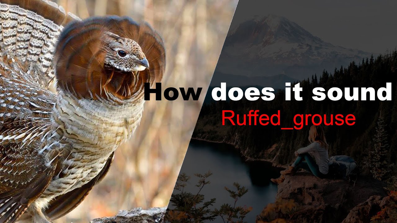Ruffed grouse - YouTube