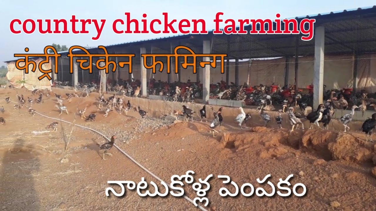 Starting a business Country chicken farming Desi hen farming # ...