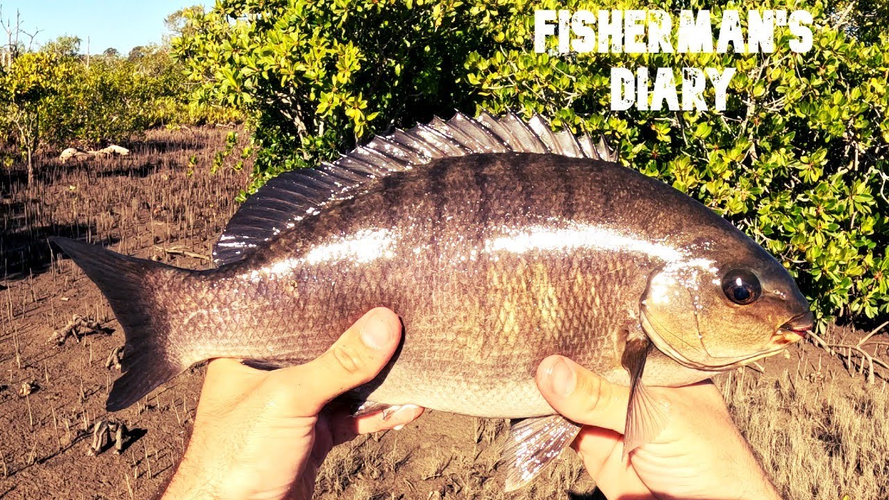 Noosa Kayak Fishing For Cod, Luderick, Flathead ~ Fisherman's Diary Ep ...