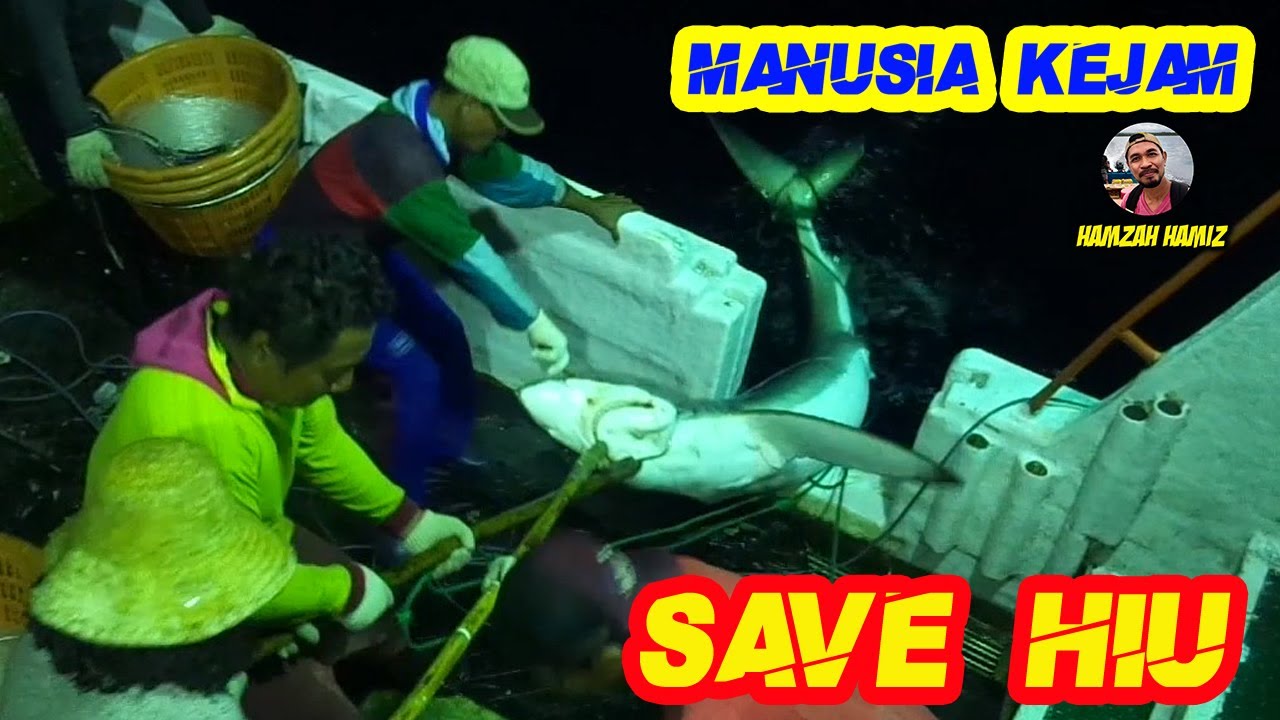 Kapal Longline Bali! Save Ikan Hiu,,,,|| Strike Ikan Hiu Aer di Laut ...