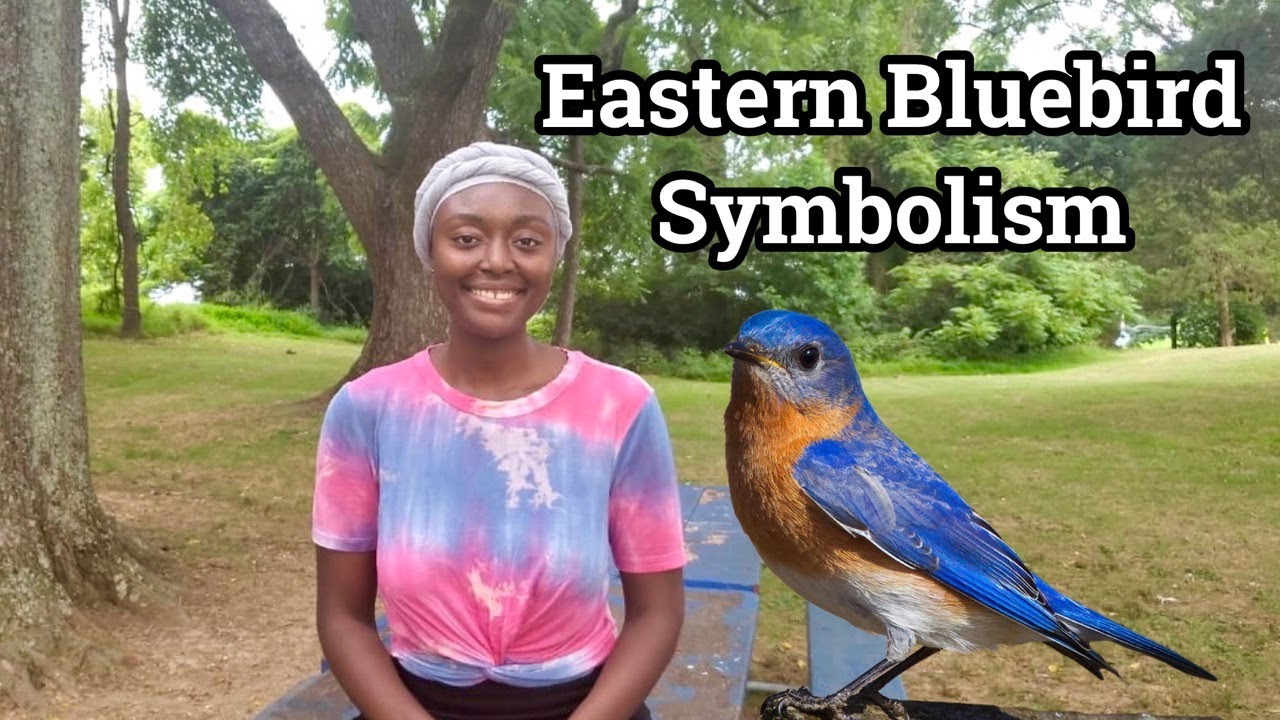 Eastern Bluebird Spirit Animal Totem - YouTube