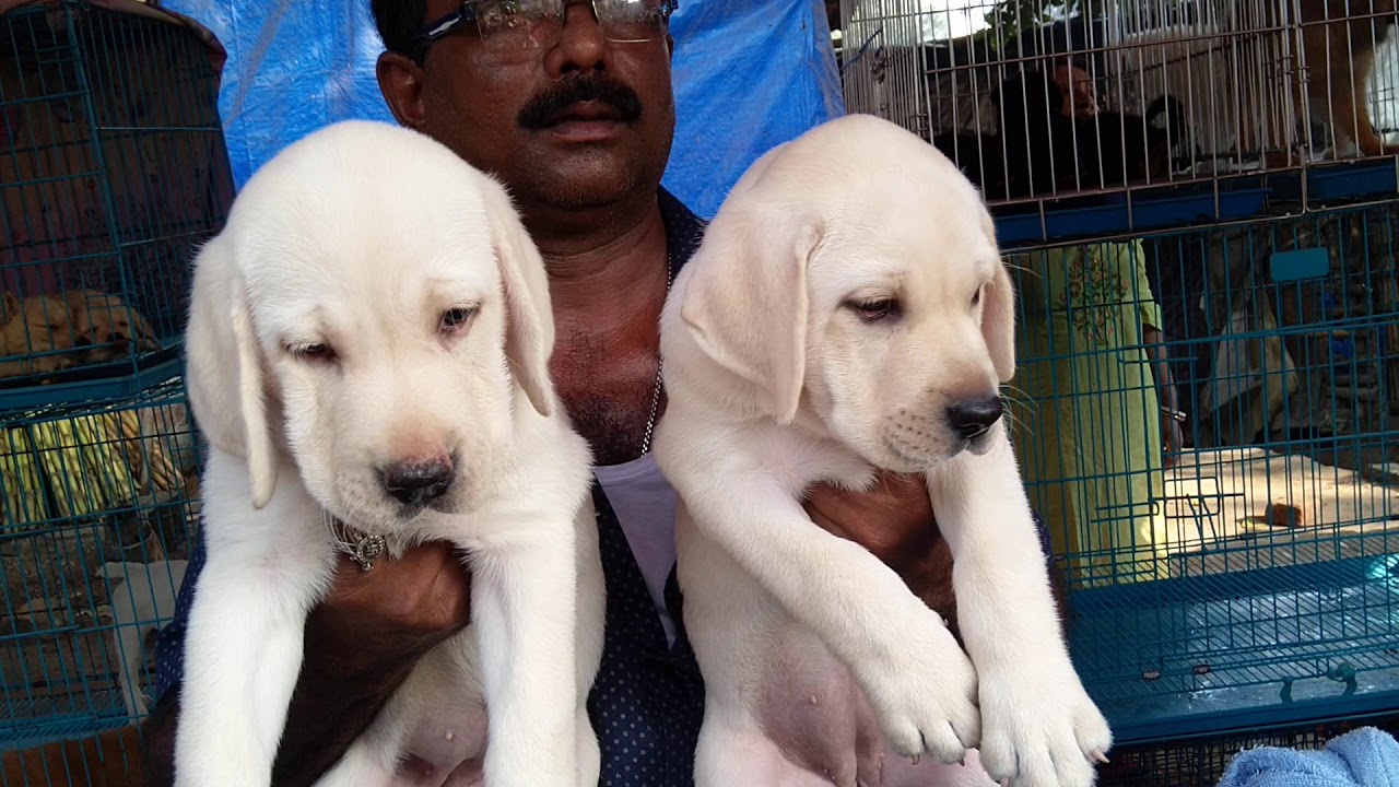 Best Quality Labrador Retriever Puppy For Sale At Galiff Street - YouTube