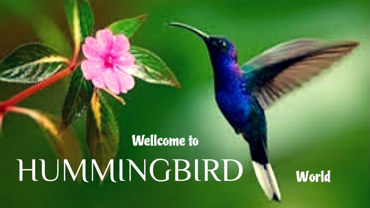 Magical nature|Hummingbirds|Birds|Relax|Relax music@Nature.Creative ...