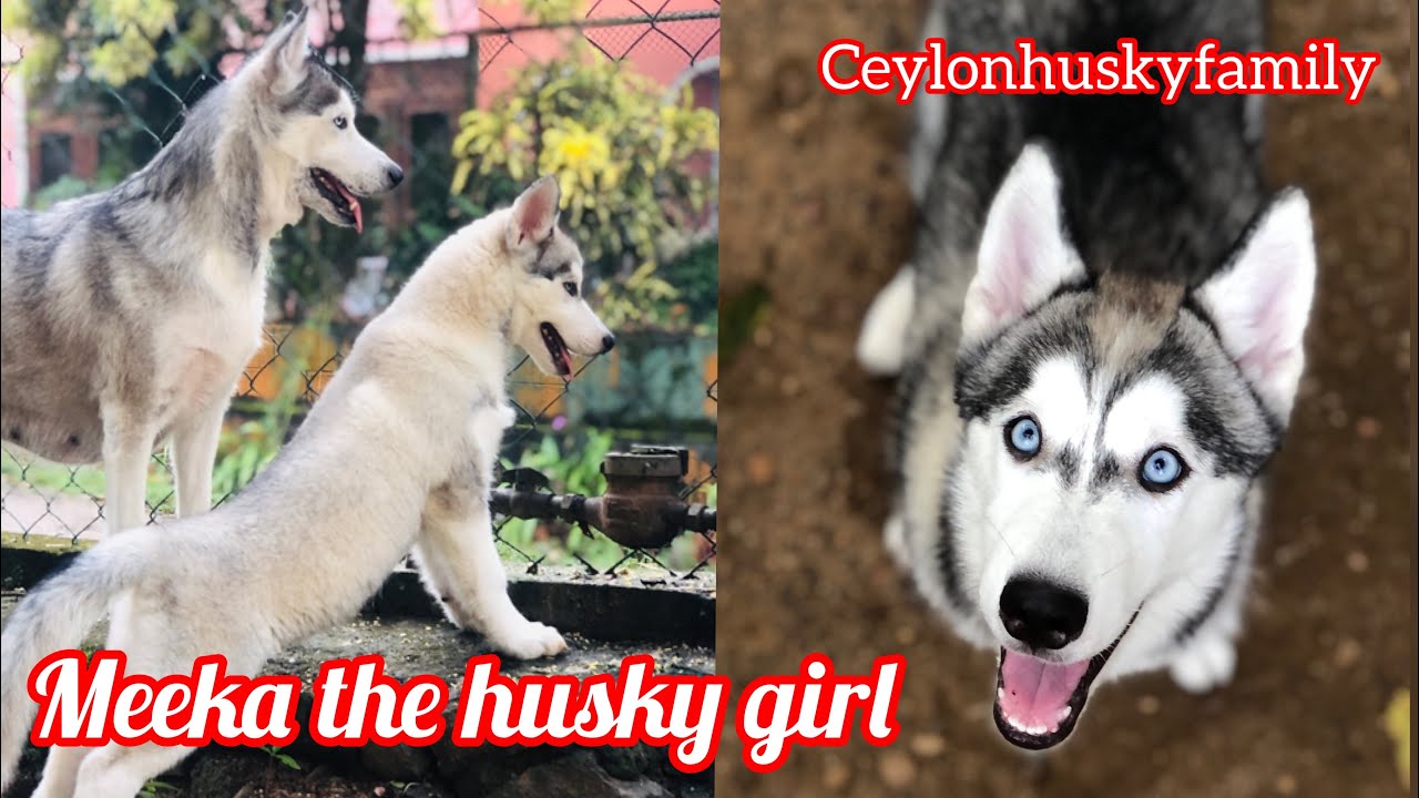 The little husky girl meeka & her father Revan - YouTube