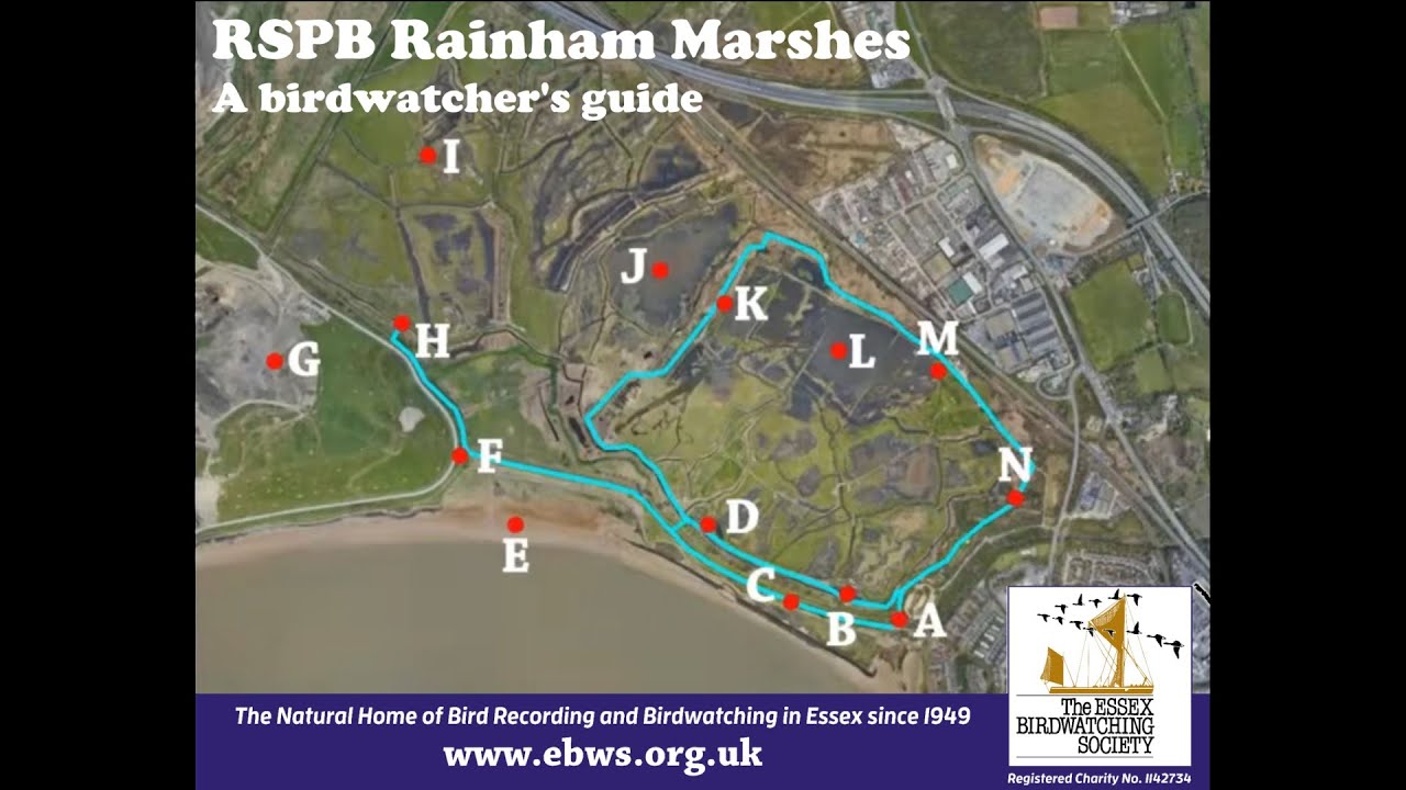 A birdwatcher's guide to RSPB Rainham Marshes - YouTube