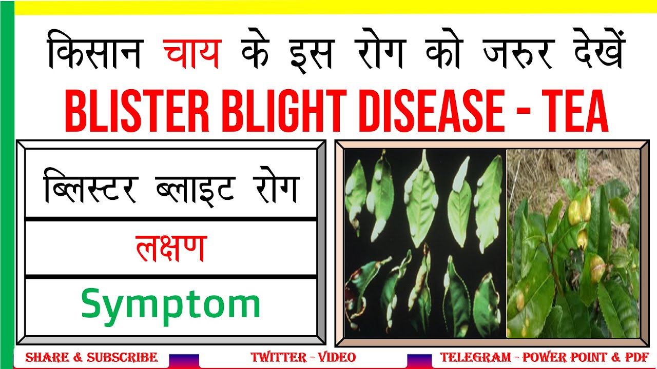 Blister Blight Disease - Tea #FC17 - YouTube