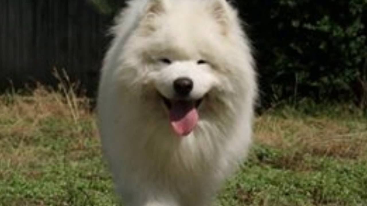 Planned litter Avatar of Samoyed - YouTube