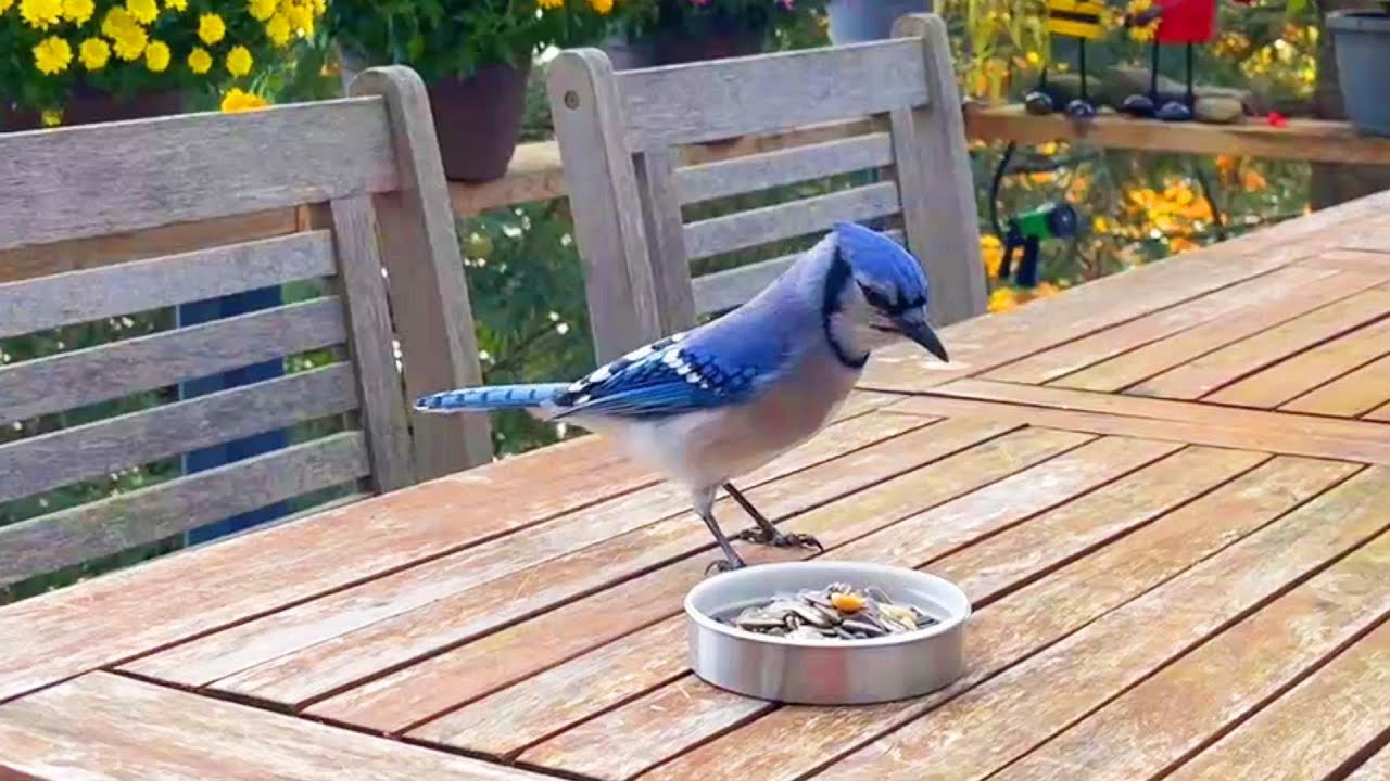 나한테 말 걸기 시작한 새 친구 블루제이 My Blue Jay Friend Starts To Talk To Me - YouTube