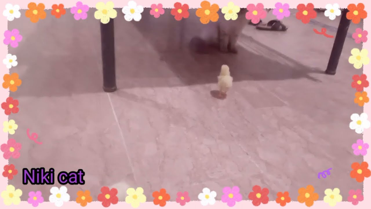 cats and hens baby video from nikki cat channel ☺☺ - YouTube