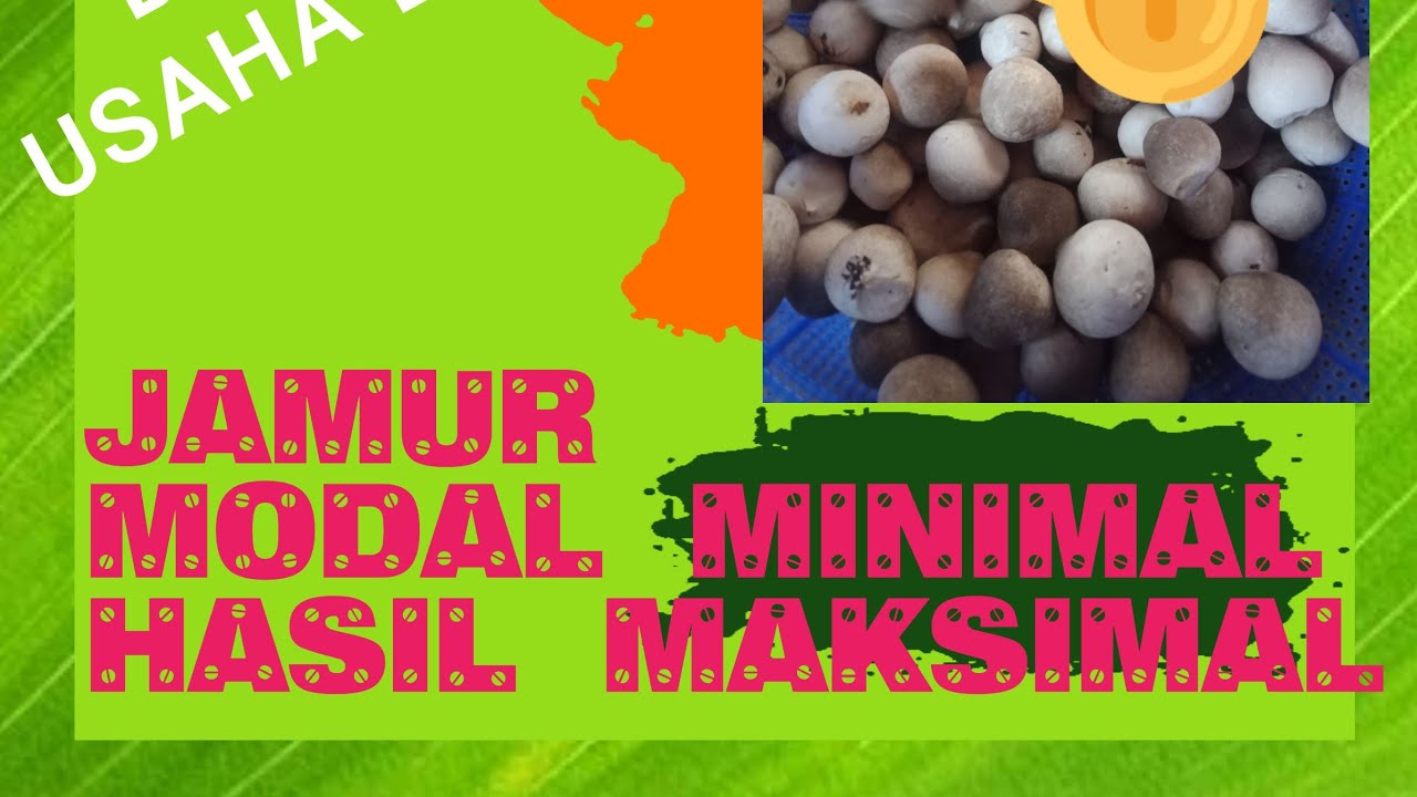 Budidaya Jamur Media Tangkos Modal Minimal Hasil Maksimal - YouTube