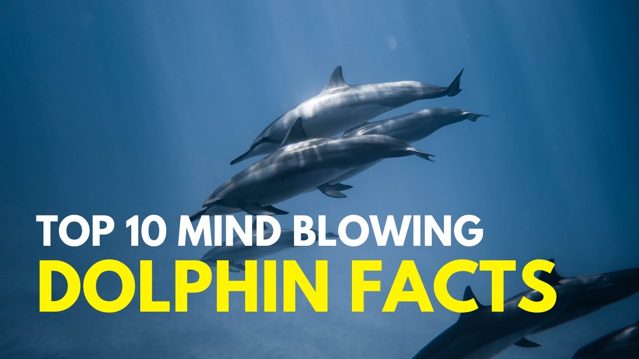 TOP 10 Most Interesting DOLPHIN Facts | Mysteries of Dolphins | M & A - The Animal Empire - YouTube