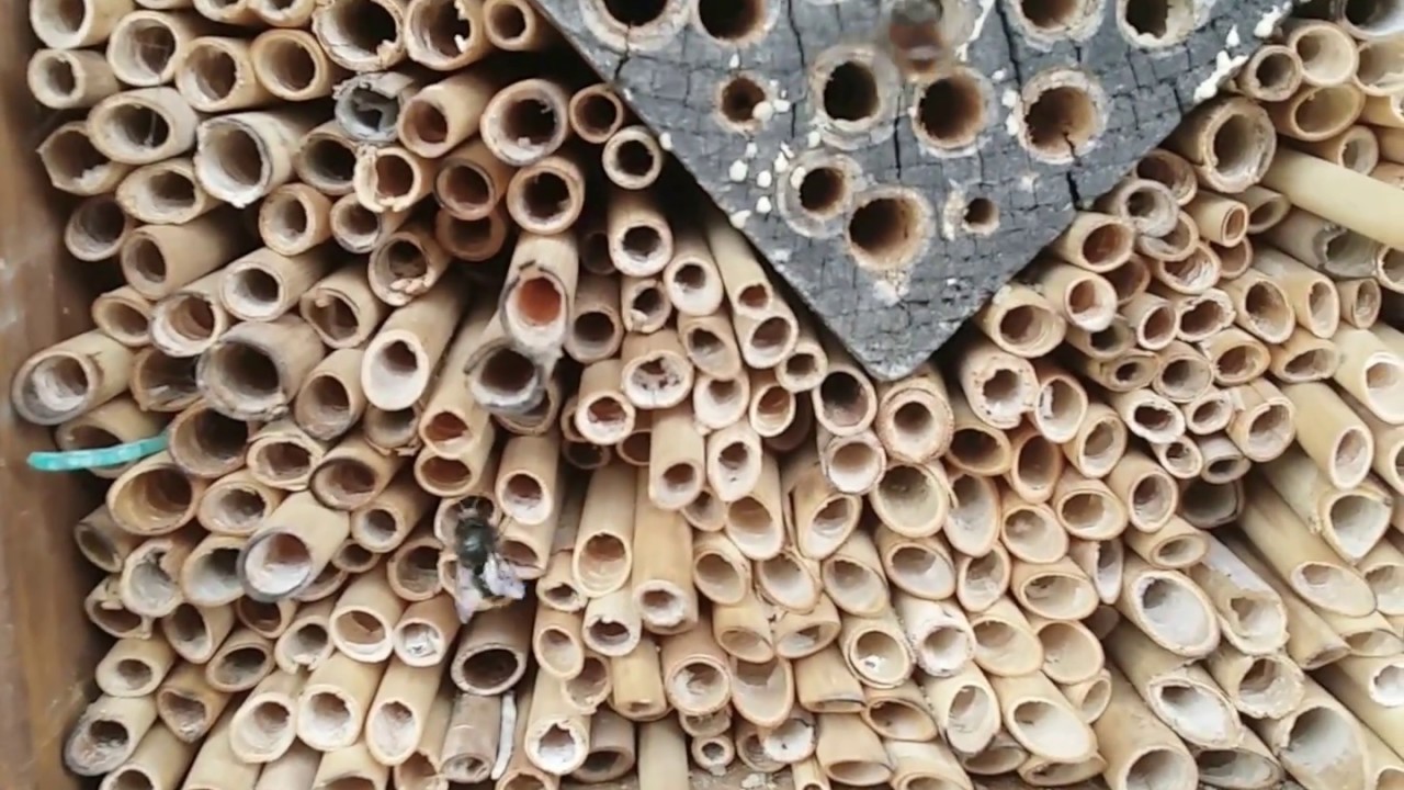 murarka rogata, osmia cornuta - YouTube