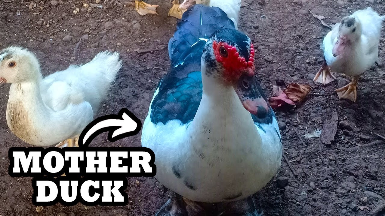 Mga Pato sa Bakuran | Tips Sa Pagpalaki | Baby Duck | Province Life ...