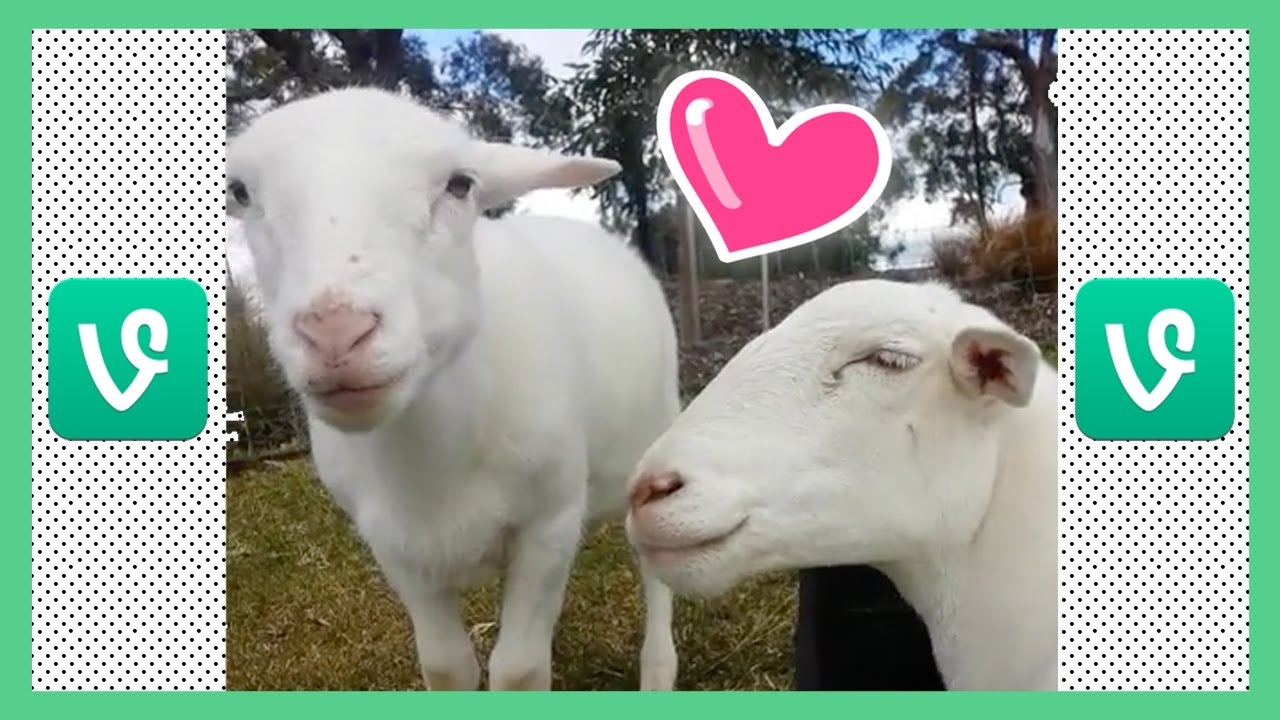 HAPPY SHEEP GETTING MARRIED ️ | SMILING SHEEP VIDEO - YouTube