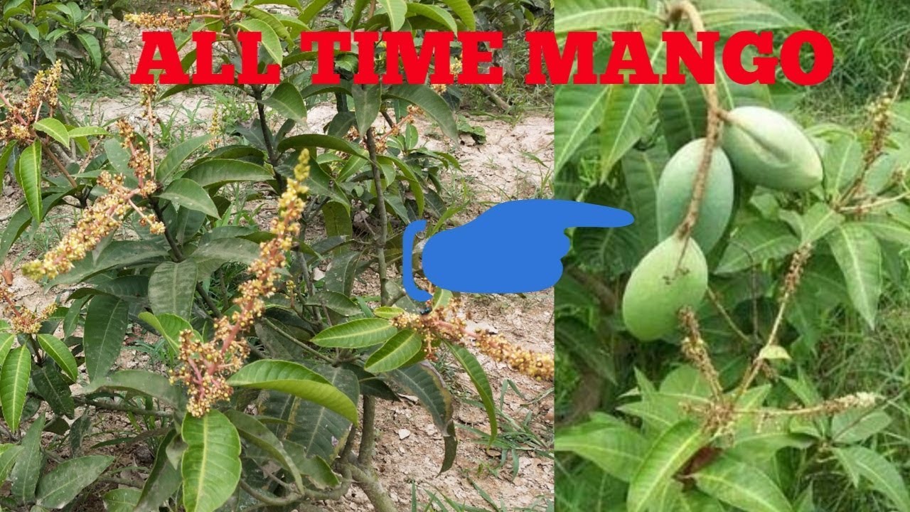 Thai all time mango plant plantation successful 🔥 - YouTube