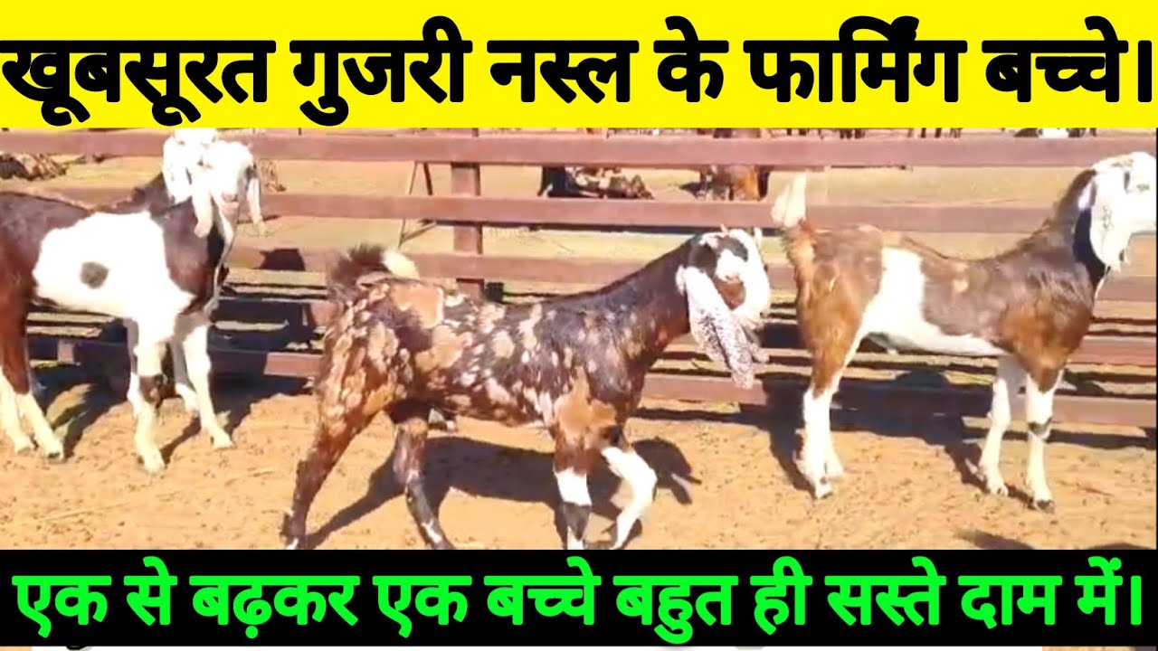 These are the best goats of Gujri breed - TOP GUJRI GOAT FARMING IN ...