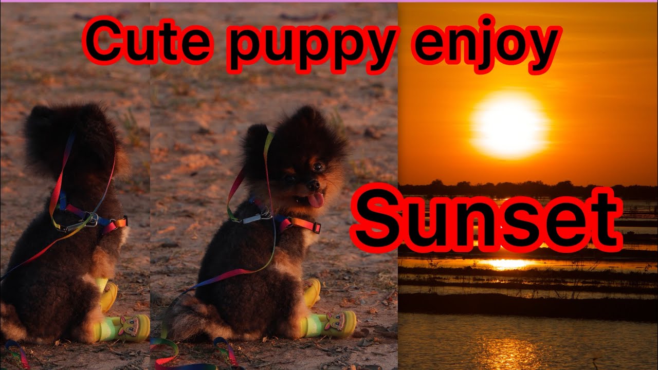 Cute puppy and sunset #animal #cute #smart #sunset - YouTube