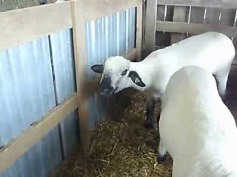 Sneezing sheep - YouTube