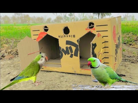 Best Bird Trap - Easy Creative Parrot Trap Make From Cardboard Box ...