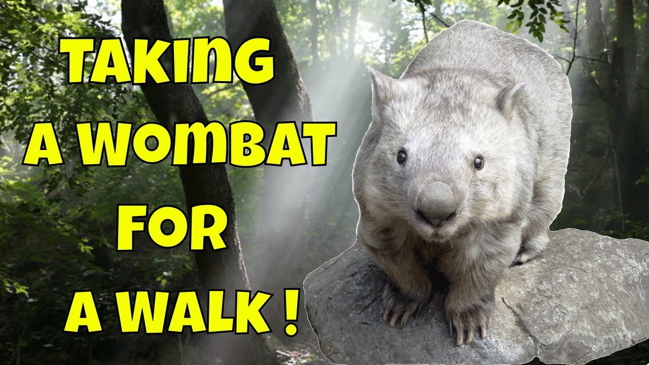 Taking a Wombat For A Walk | Australia Zoo Queensland Australia - YouTube