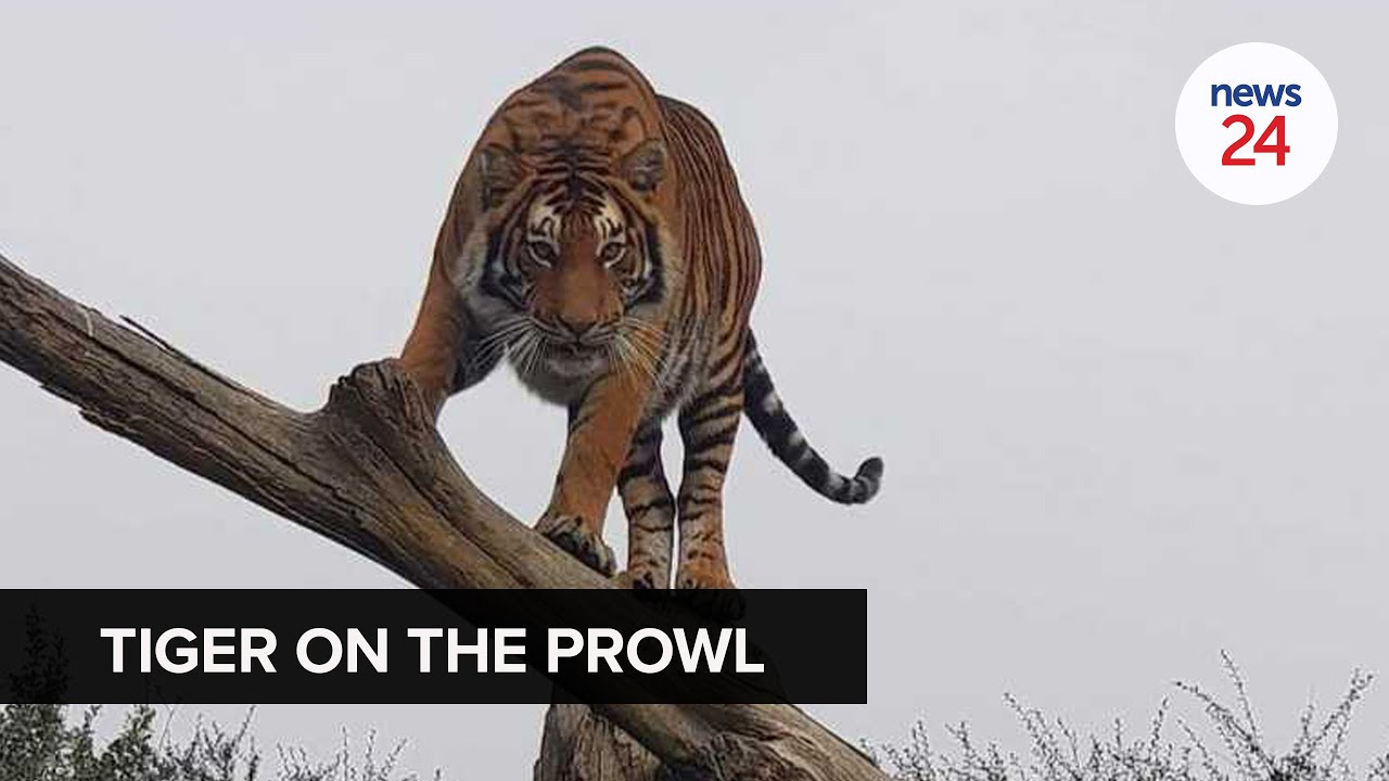 WATCH | Search continues for Sheba the escaped Joburg tiger - YouTube